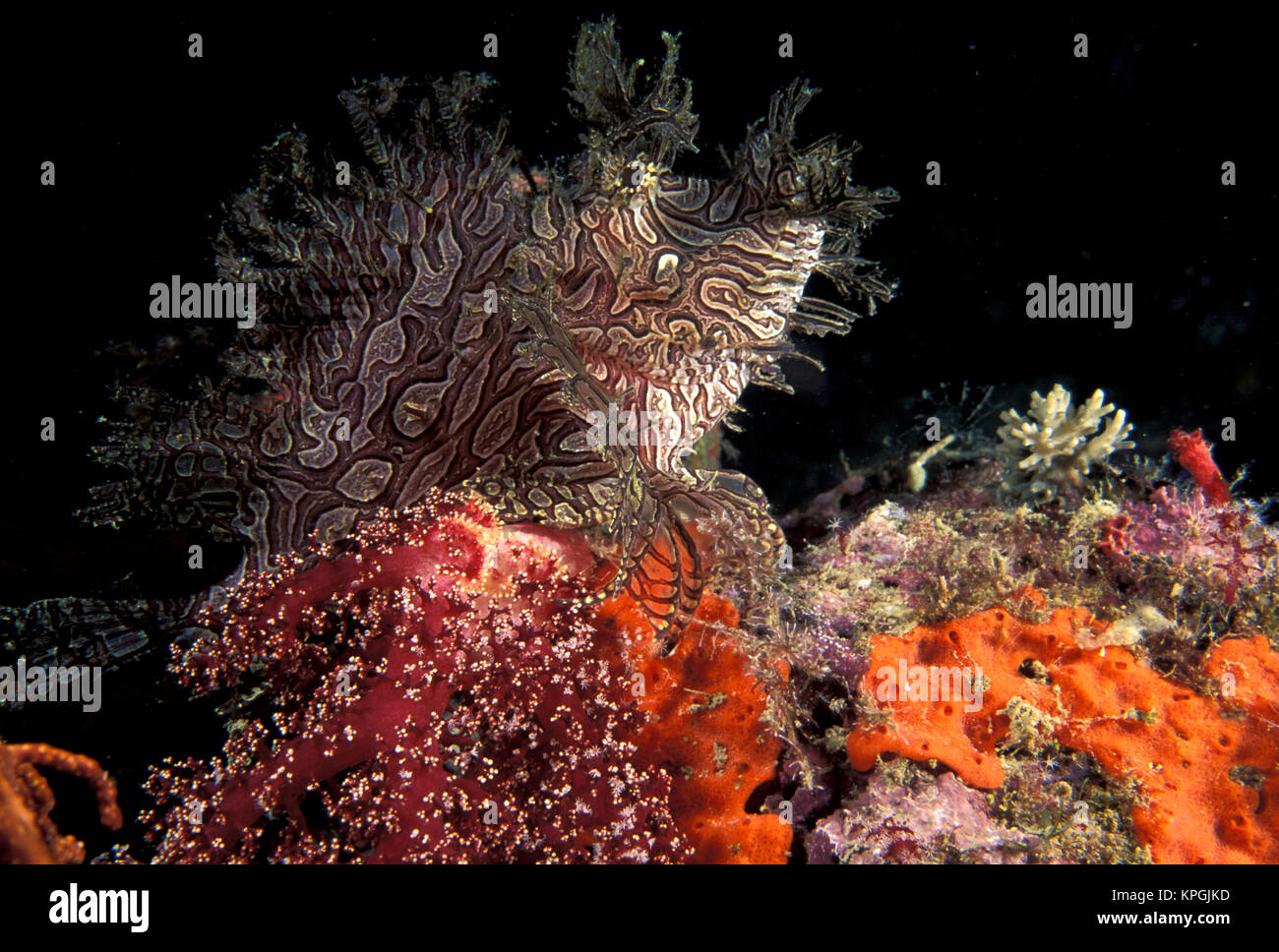 Indonesia. Tropical fish Stock Photo - Alamy