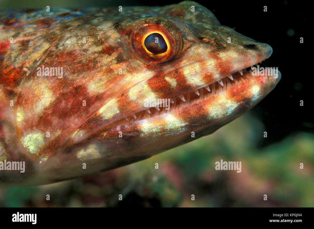 Fish head detail hi-res stock photography and images - Alamy