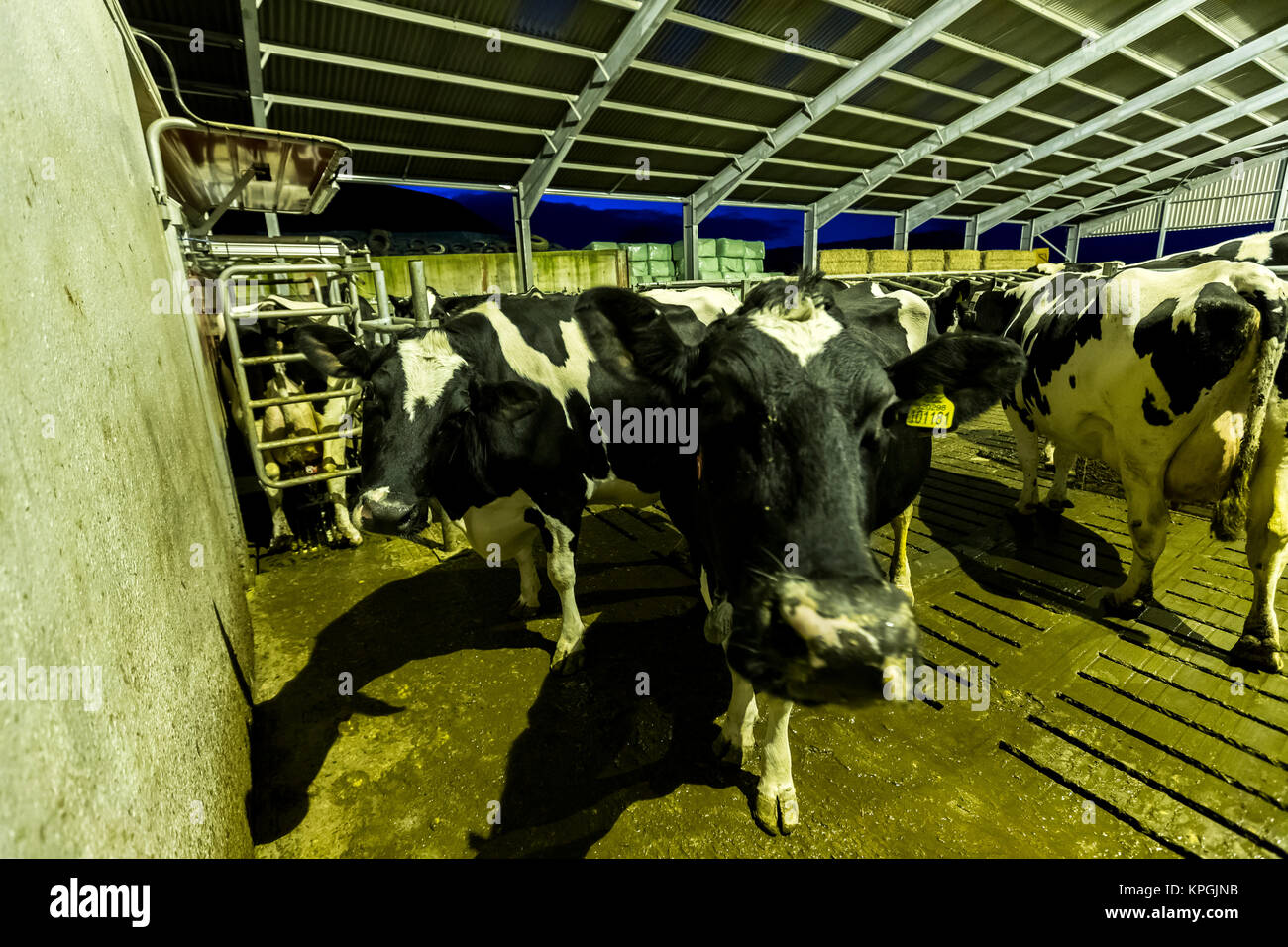Cows wait patiently in the evening for their turn at an automated ...