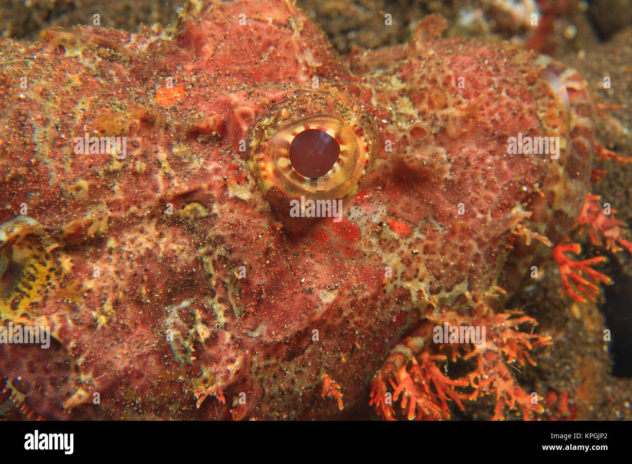 Scorpionfish, Tulamben, North Bali, Indonesia Stock Photo - Alamy