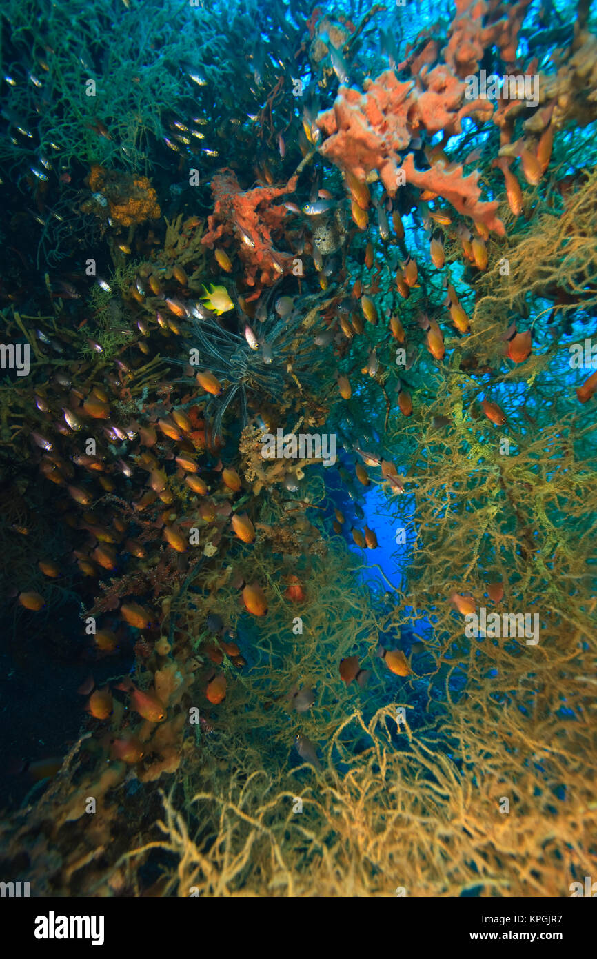 schooling cardinalfish and tropical fish hiding in Black Coral and ...