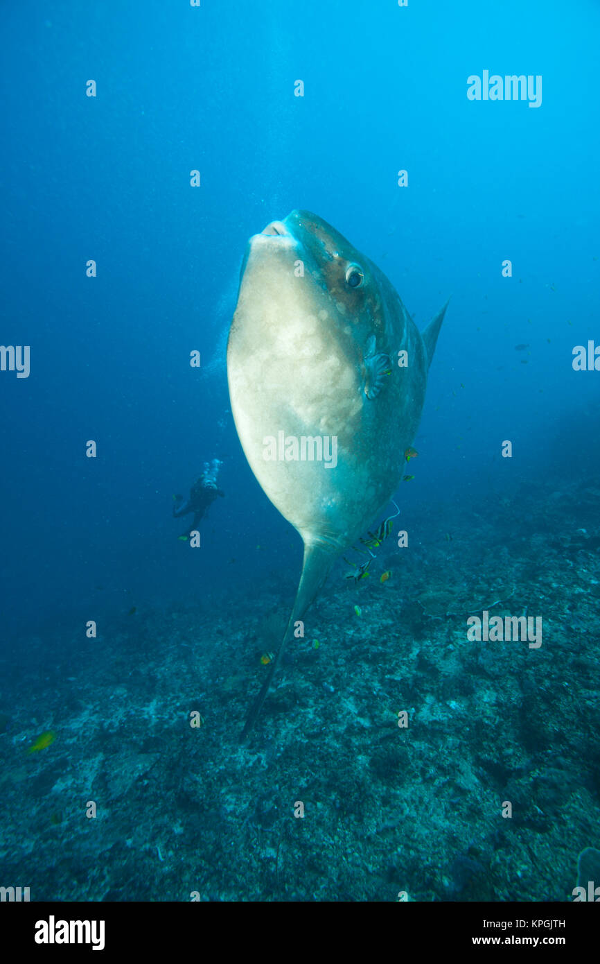 Adult Ocean Sunfish (Mola mola) heaviest bony fish in the world, Nusa Penida, Bali, Indonesia ...
