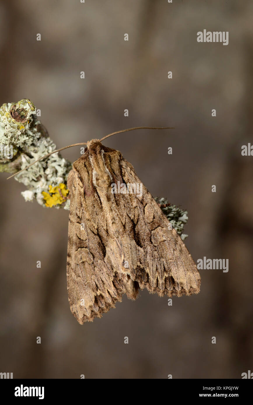Light Brocade Moth (Lacanobia w-latinum) adult at rest, Monmouth, Wales ...