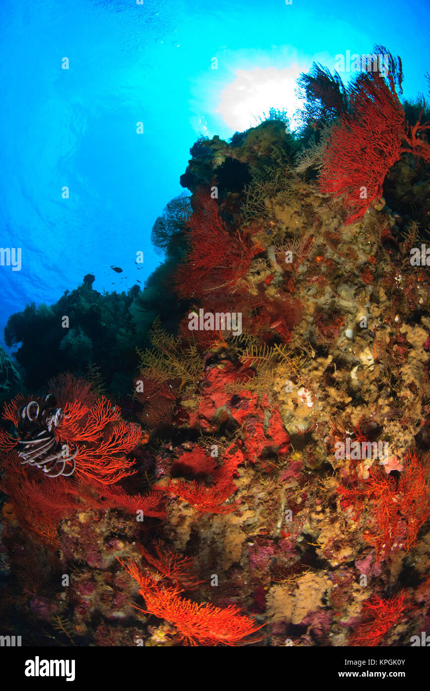Gorgonian Sea fans, Pristine Scuba Diving at Tukang Besi/Wakatobi ...
