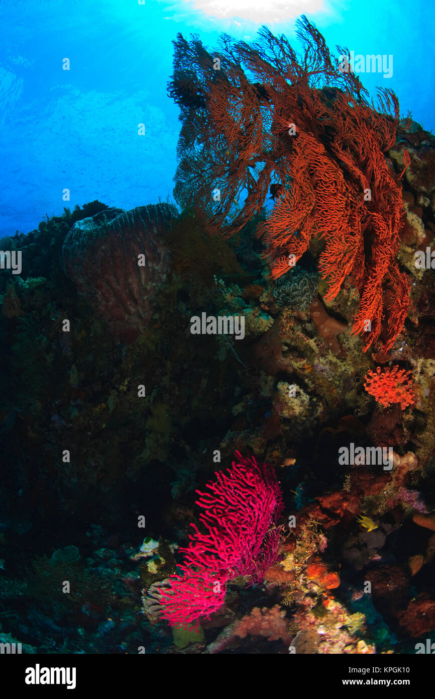 Gorgonian Sea fans, Pristine Scuba Diving at Tukang Besi/Wakatobi ...