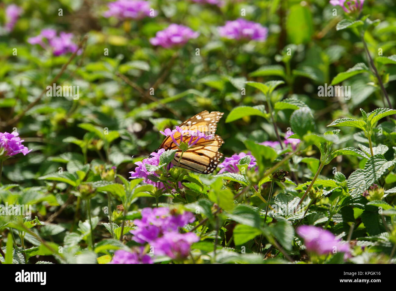 Monarchfalter High Resolution Stock Photography and Images - Alamy