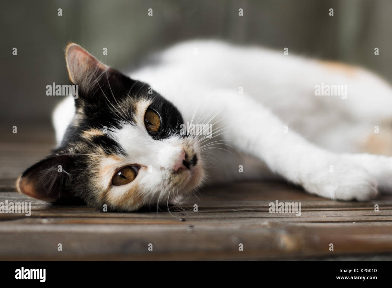 Lying Asian Cat Stock Photo - Alamy