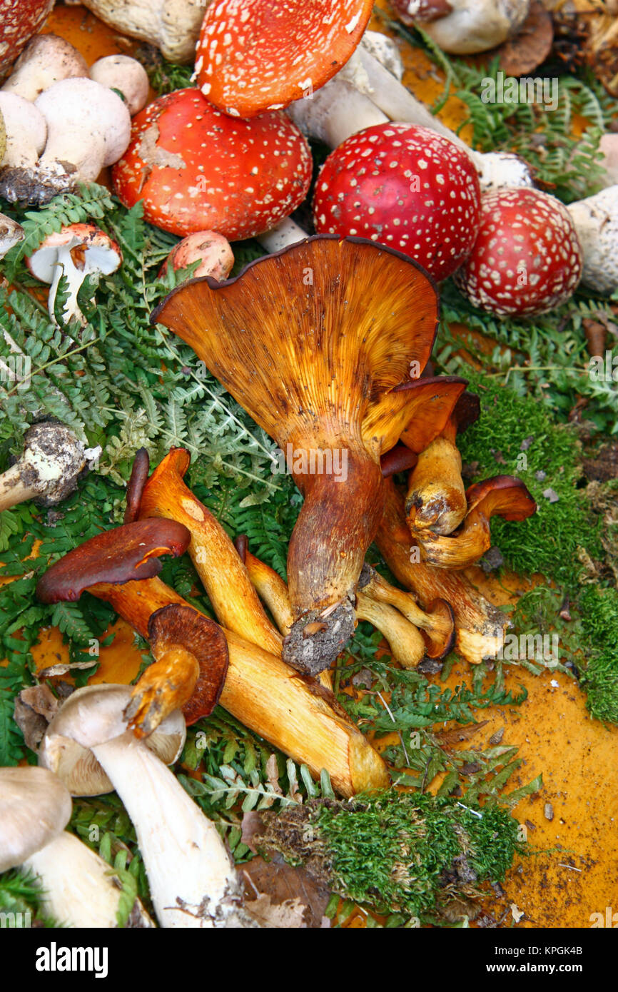 Lot off mushrooms Stock Photo - Alamy