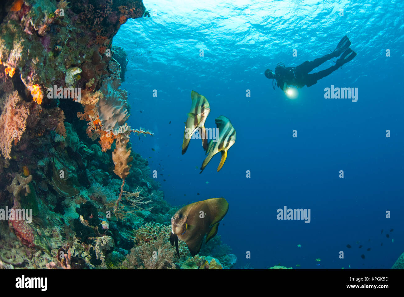 batfish and scuba divers at Tukang Besi Marine Preserve, pristine reefs ...