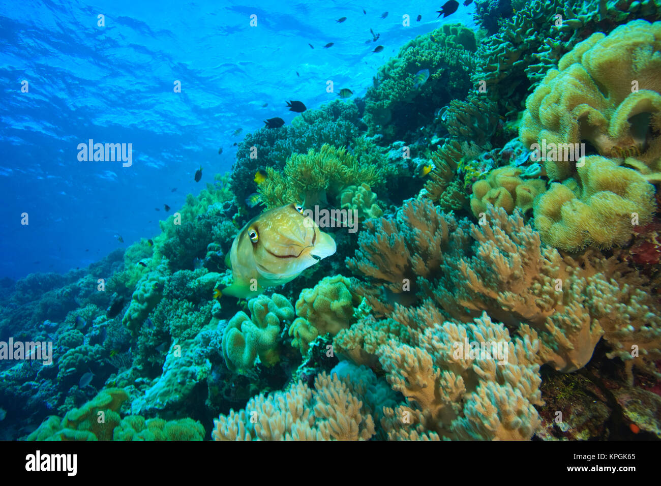 Cuttlefish (Sepia latimanus), Pristine Scuba Diving at Tukang Besi ...