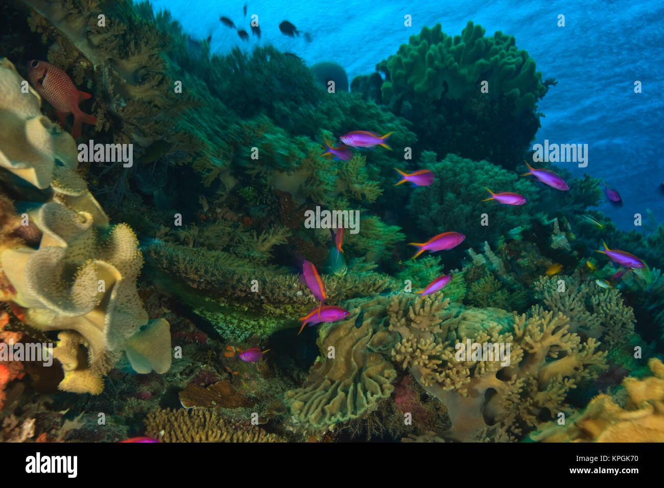 purple fairy basslets, Scuba Diving at Tukang Besi/Wakatobi Archipelago ...