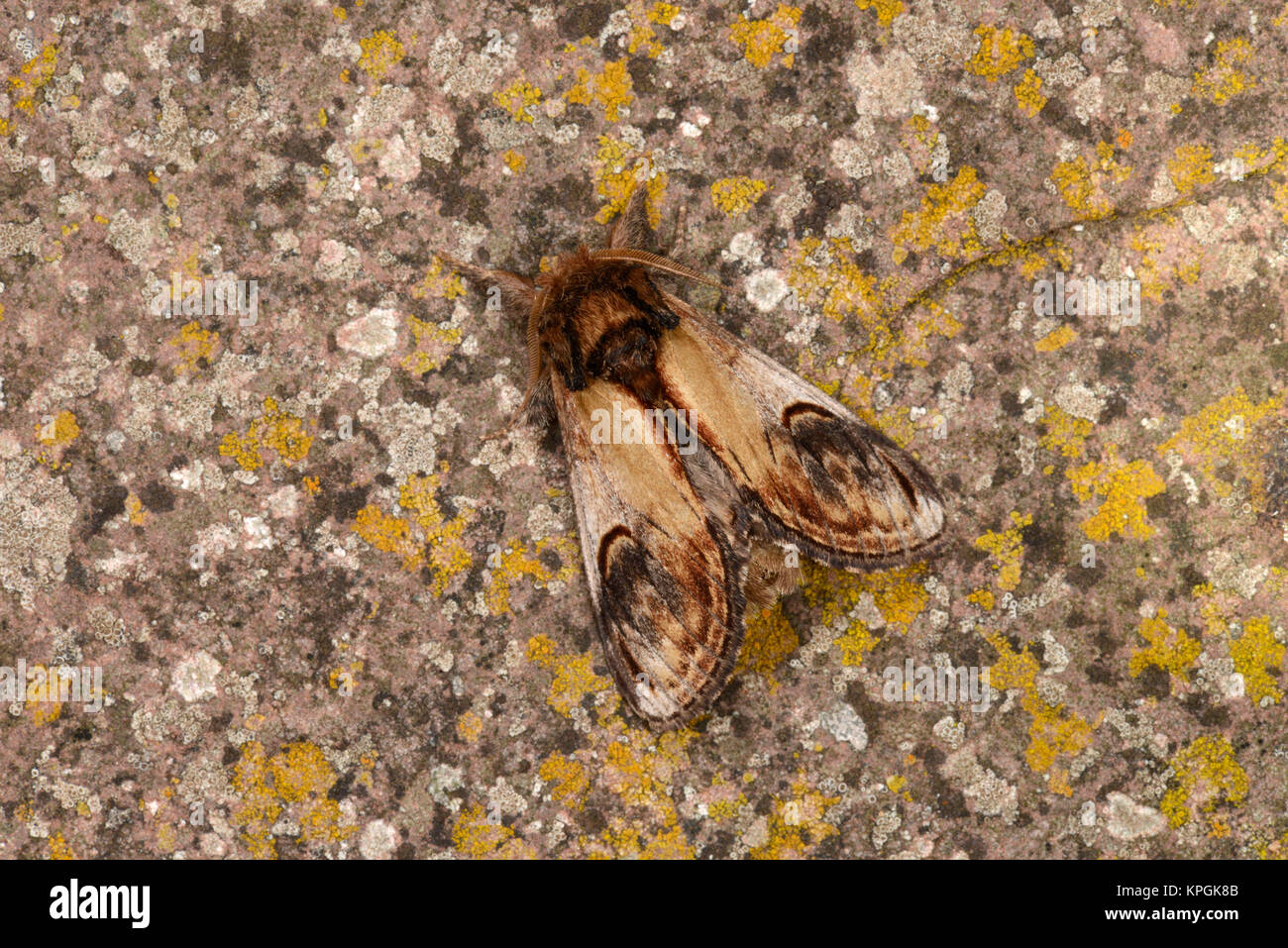Garden pebble moth hi-res stock photography and images - Alamy