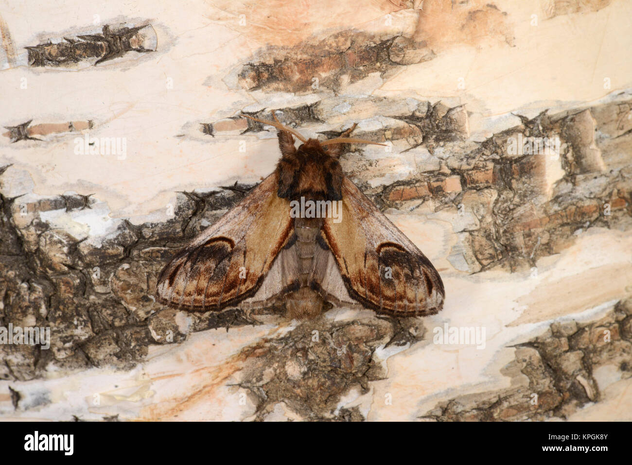 Pebble prominent moth hi-res stock photography and images - Alamy