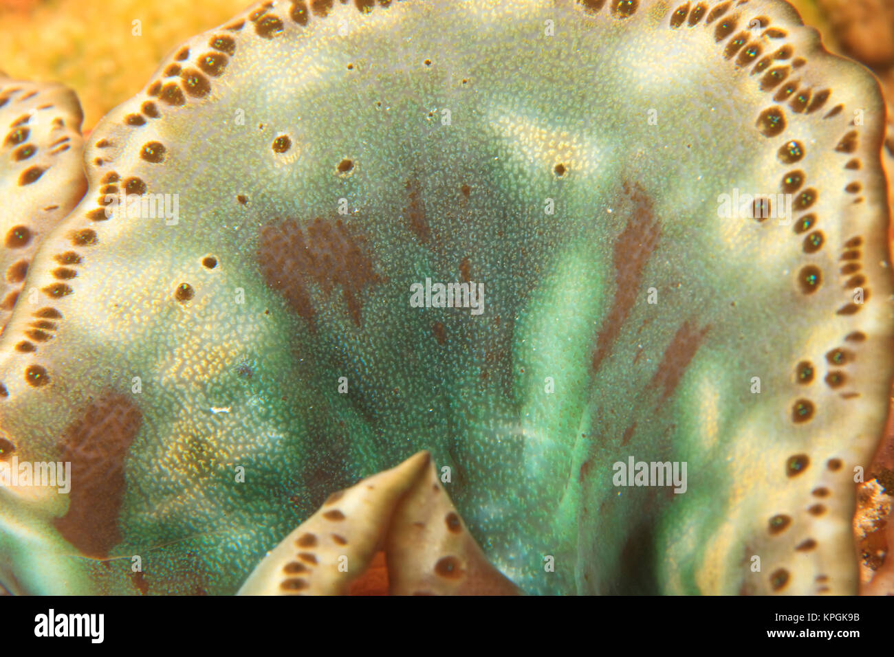 Clam mantle hi-res stock photography and images - Alamy
