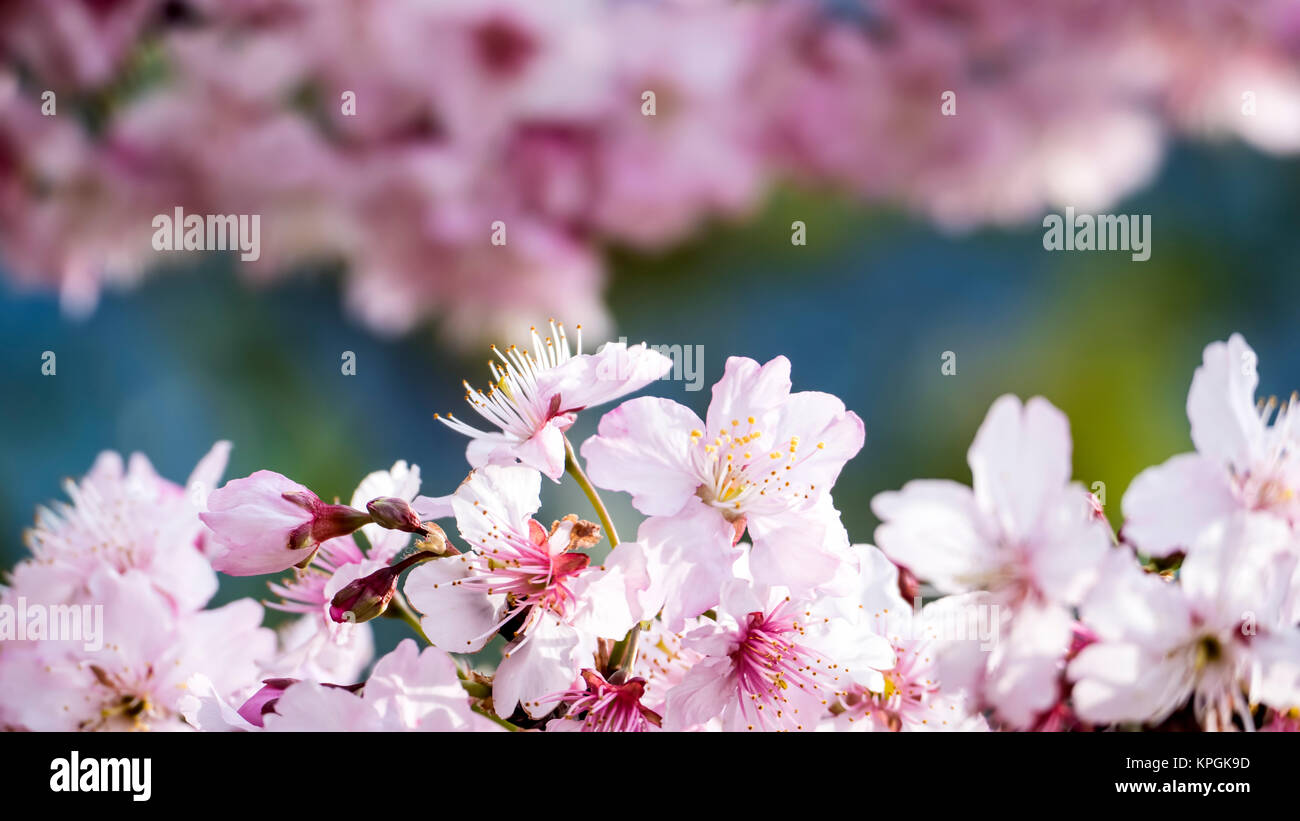 Sakura. Cherry Blossom in Spring season. Beautiful Pink Flowers Stock ...