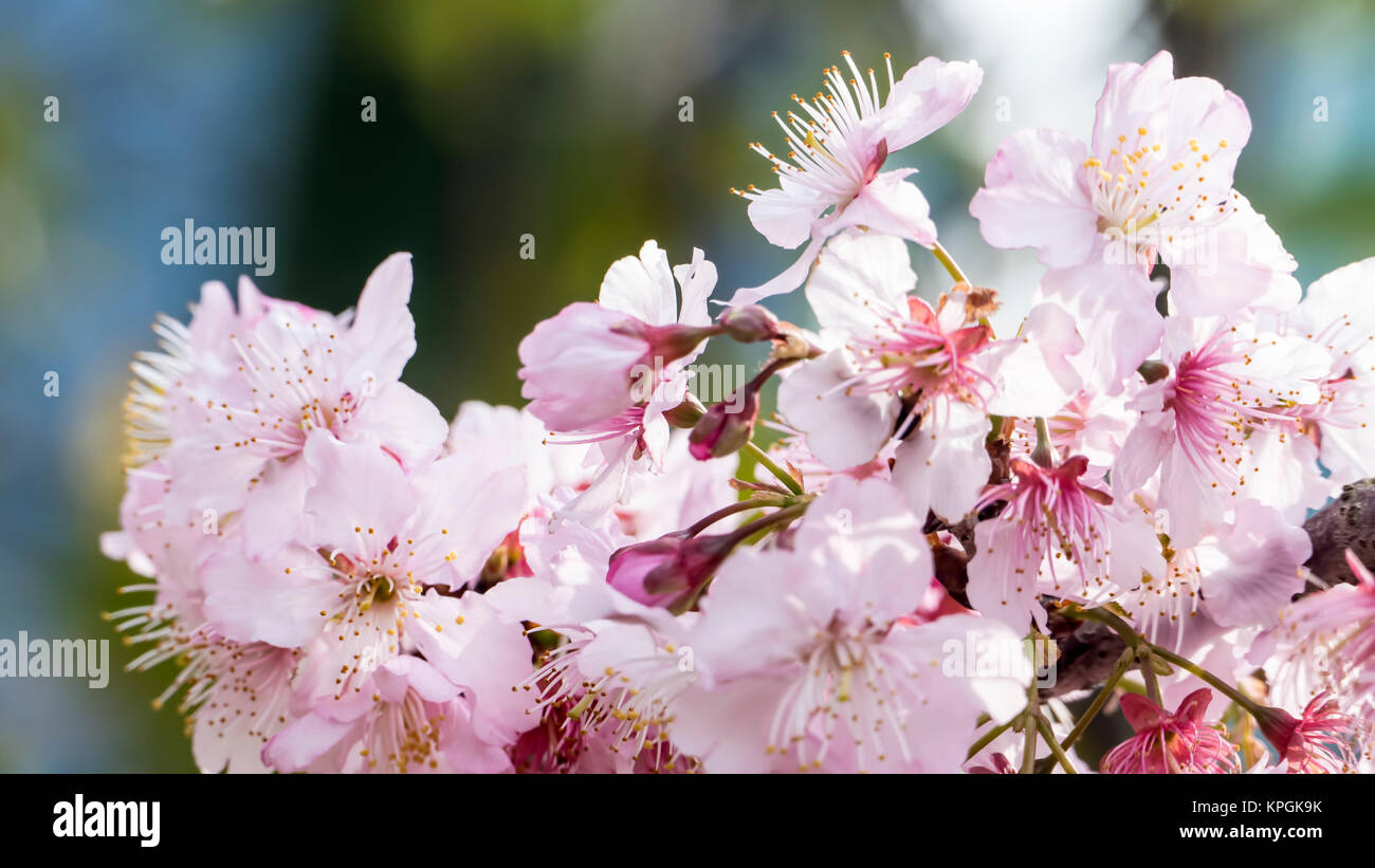 Sakura. Cherry Blossom in Spring season. Beautiful Pink Flowers Stock ...