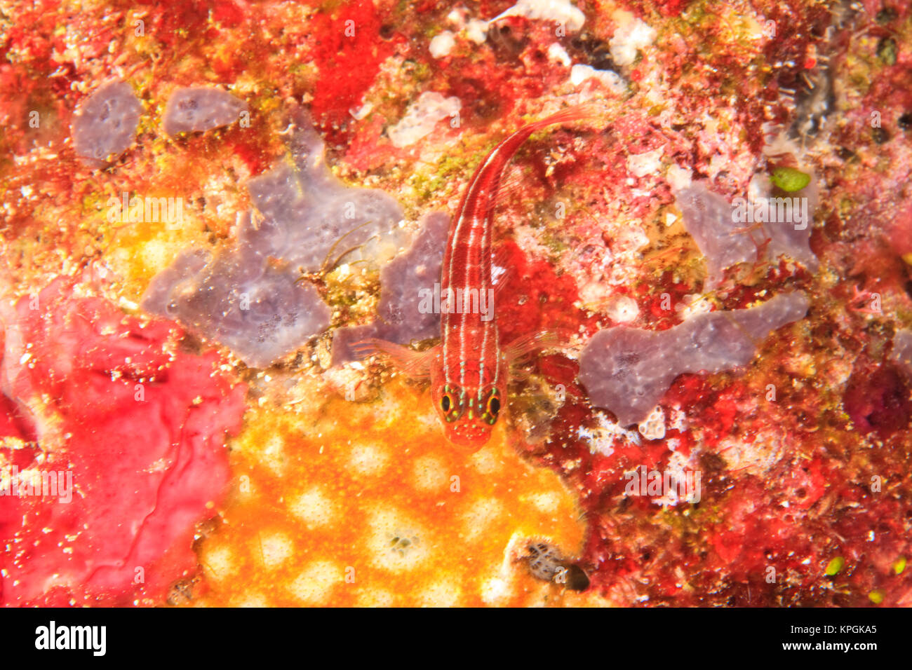 triplefin goby, Scuba Diving at Tukang Besi/Wakatobi Archipelago Marine ...