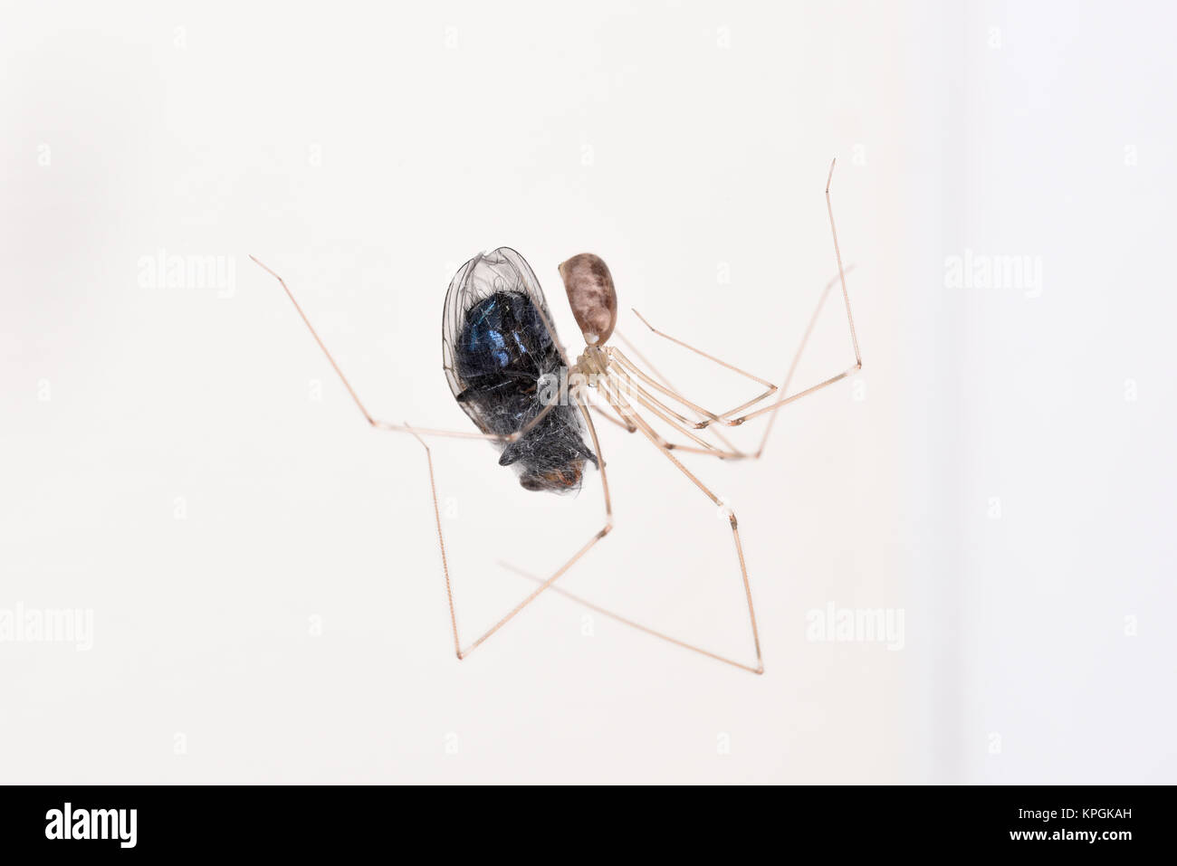 Long-legged Cellar or Skull Spider (Pholcus phalangioides) suspended ...