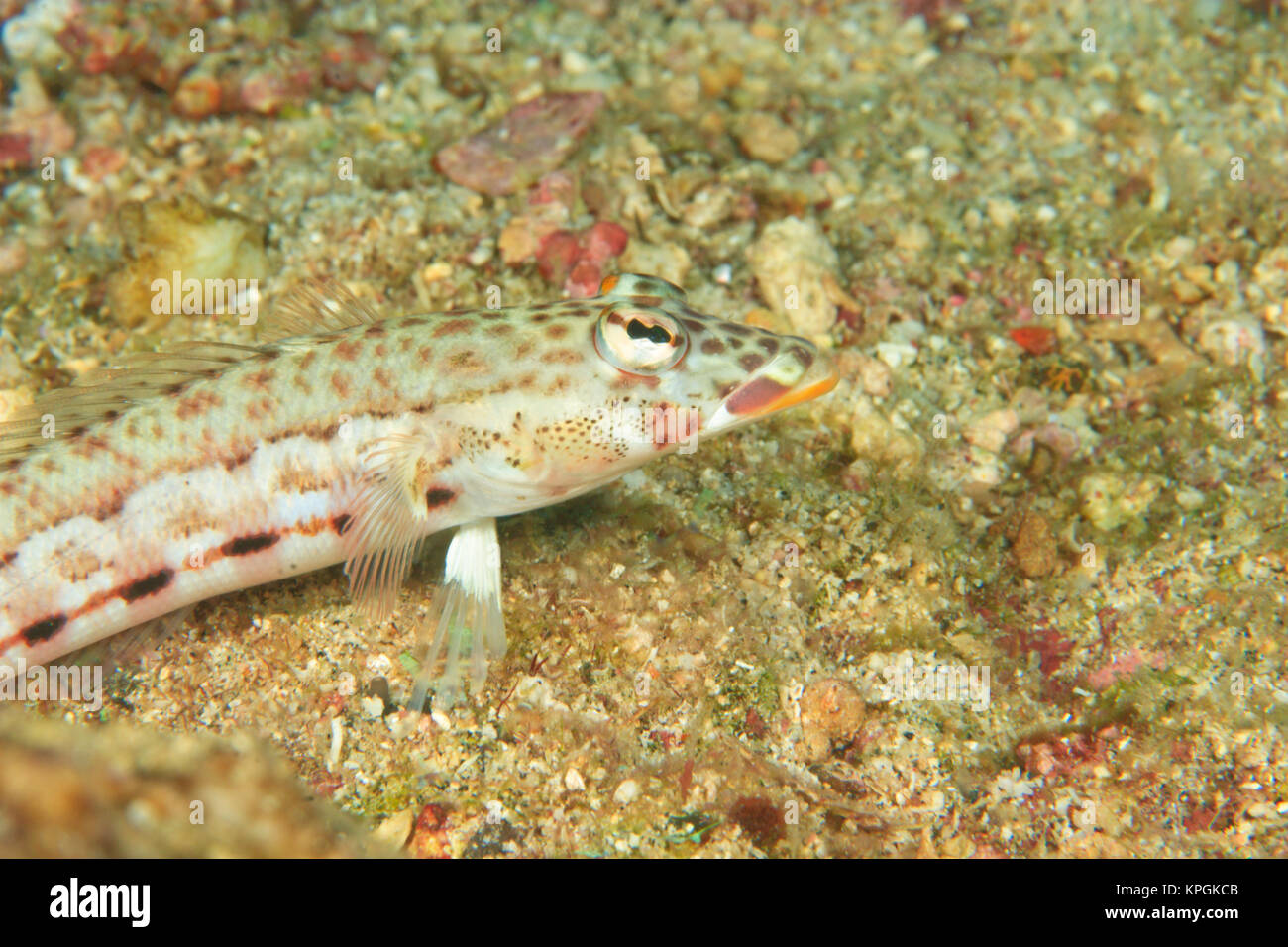 Valenciennea longipinnis hi-res stock photography and images - Alamy