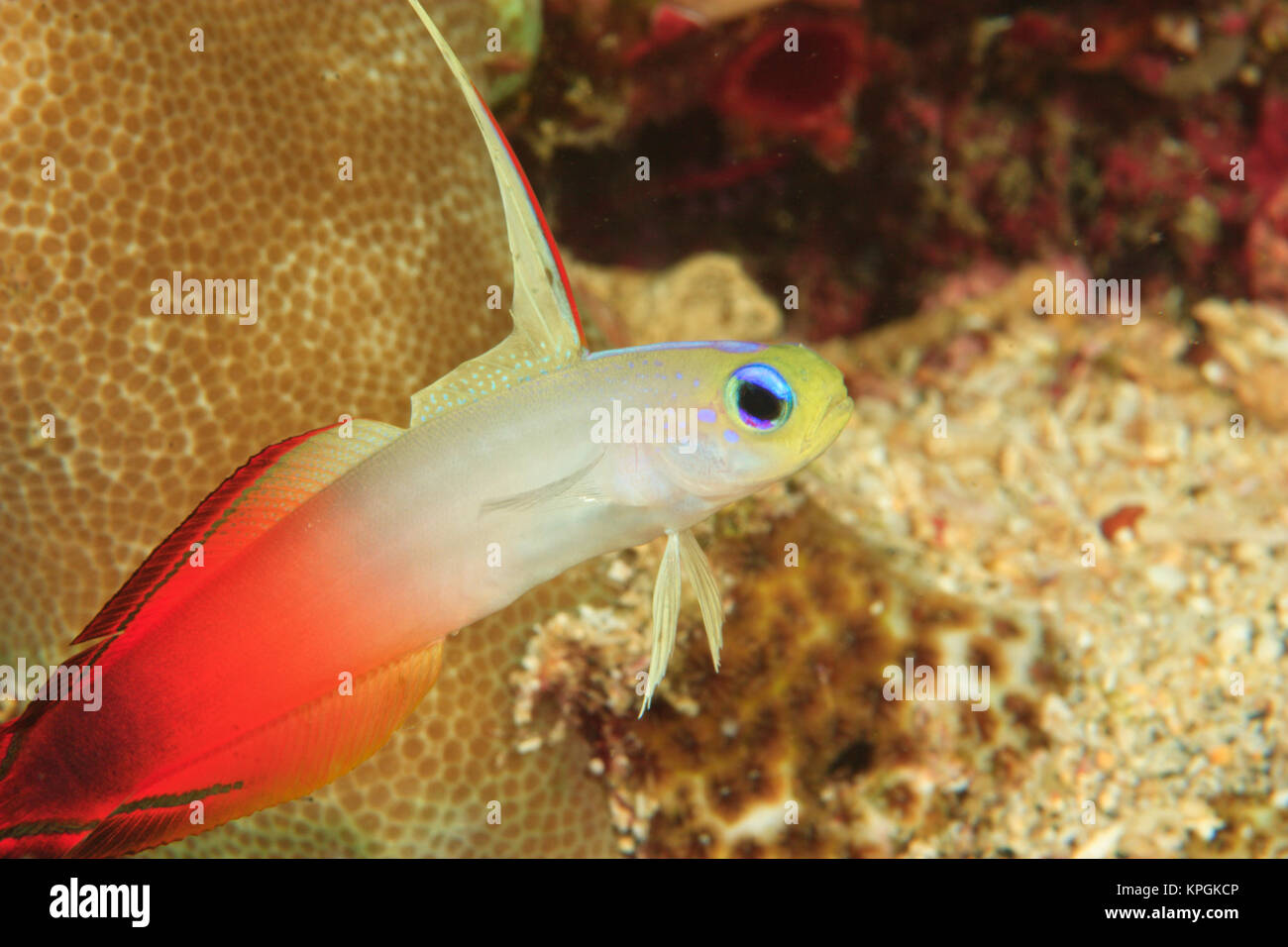 Fire Dartfish (Nemateleotris magnifica) Banda Sea, Indonesia Stock ...