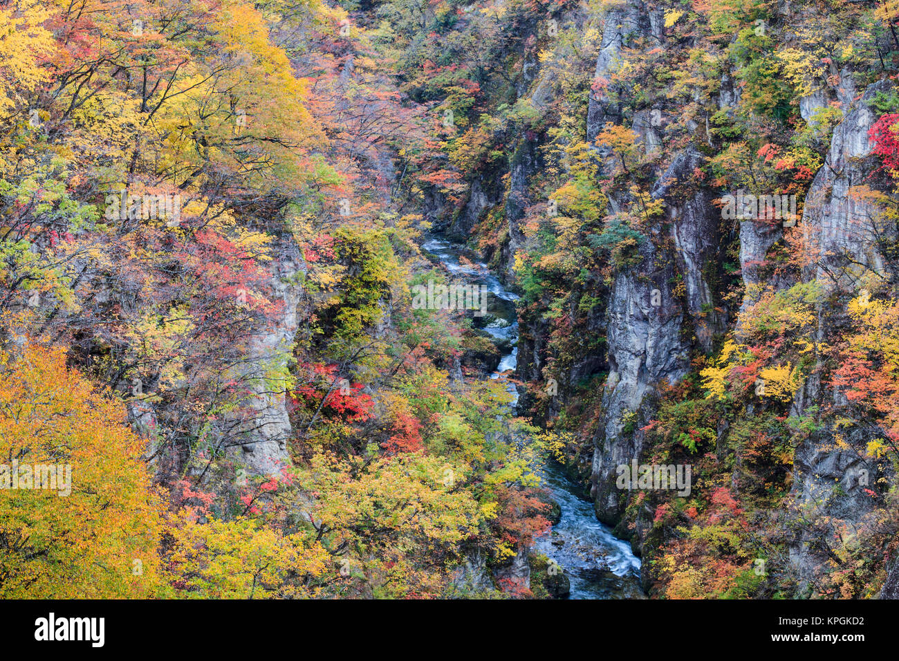 Naruko Gorge Autumn leaves in the fall season, Japan Stock Photo - Alamy