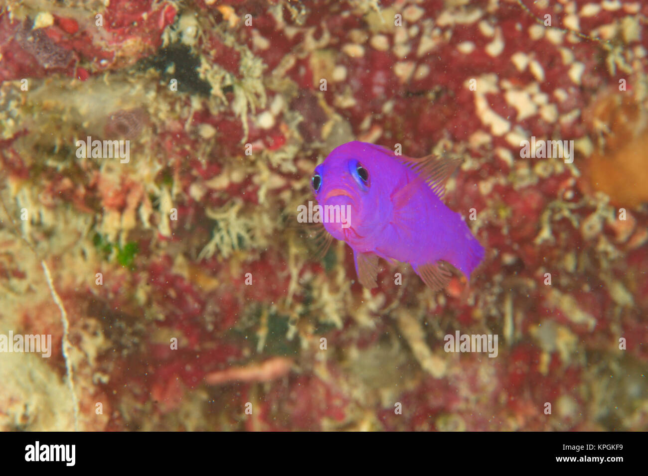 Purple Pseudochromis High Resolution Stock Photography and Images - Alamy