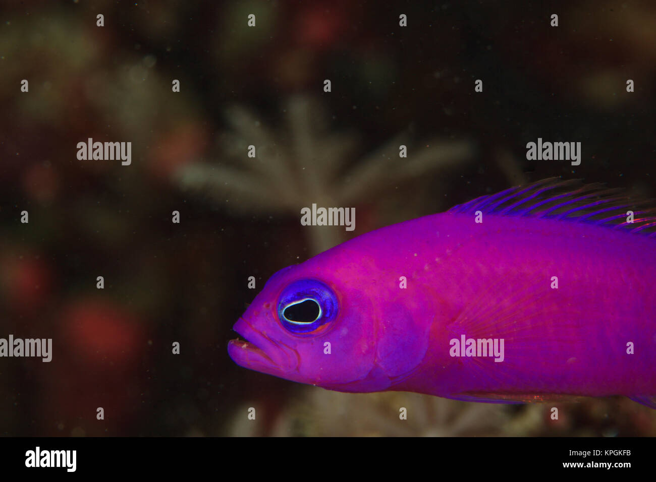 Purple Dottyback