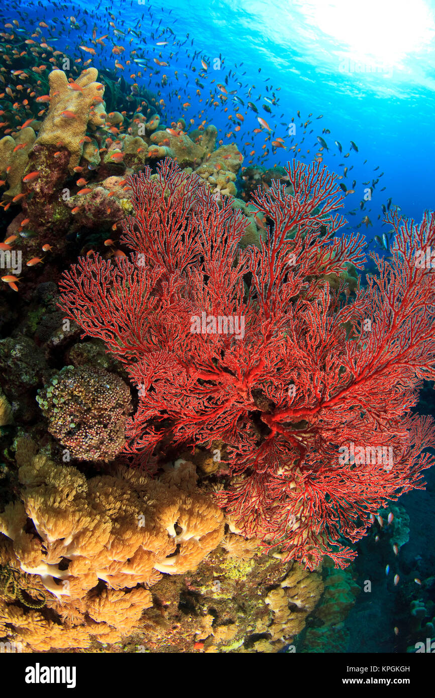 Underwater view of Red Sea Fans (Melithaea sp.), schooling Scalefin ...