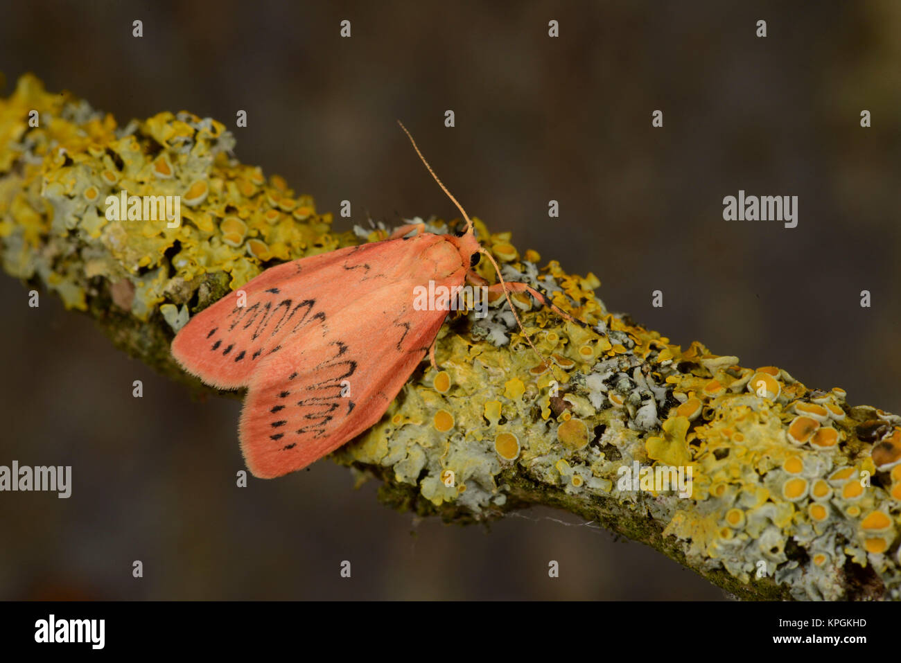 Rosy Footman Moth (Miltochrista miniata) adult resting on lichen ...