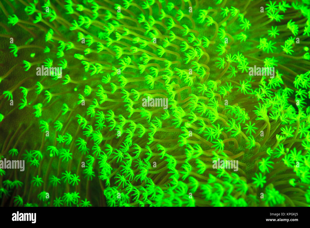 Natural occuring fluorescence in underwater red fluorescing sponges ...