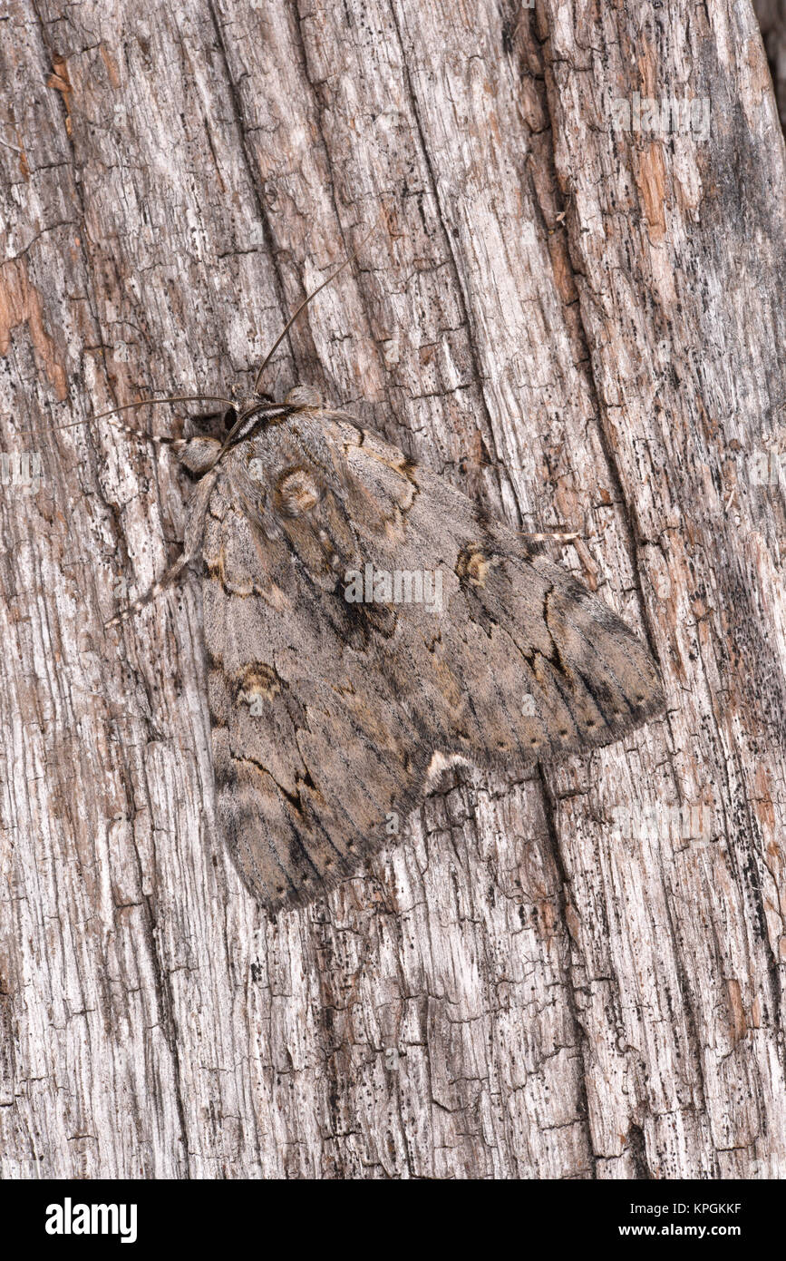 Rosy Underwing Moth (Catocala electa) adult moth at rest on tree trunk ...