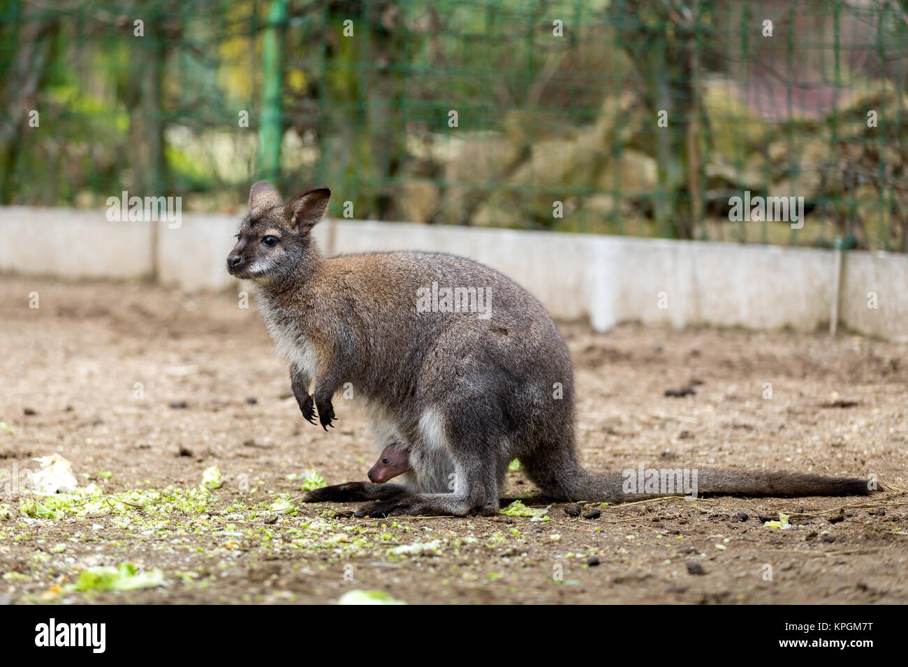 Closeup of a Red-necked Wallaby with baby Stock Photo - Alamy
