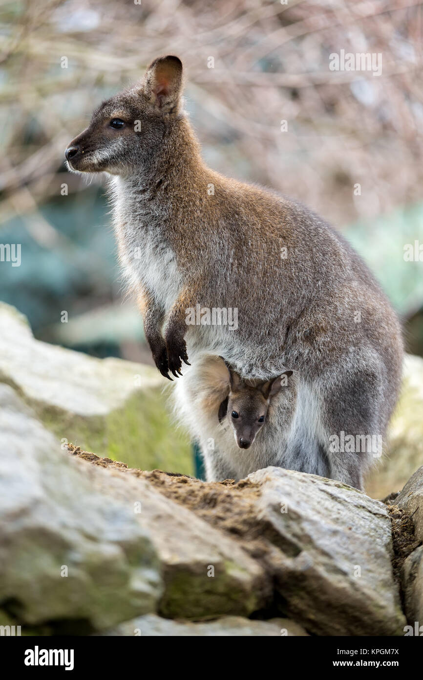 Closeup of a Red-necked Wallaby with baby Stock Photo - Alamy