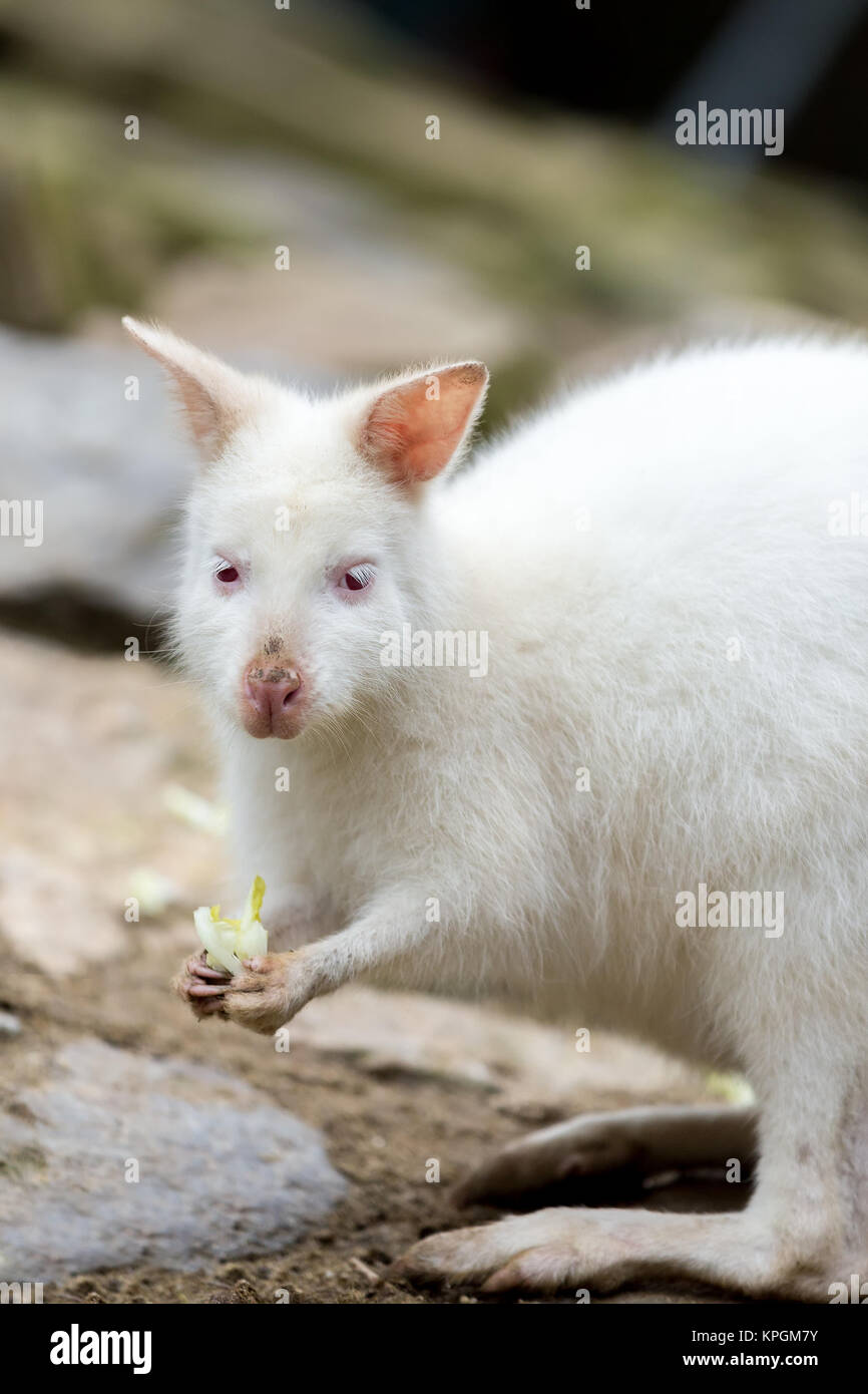 Closeup of a Red-necked Wallaby white albino female Stock Photo - Alamy
