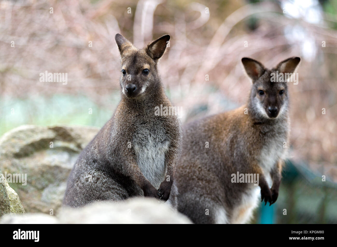 Closeup of a Red-necked Wallaby Stock Photo - Alamy