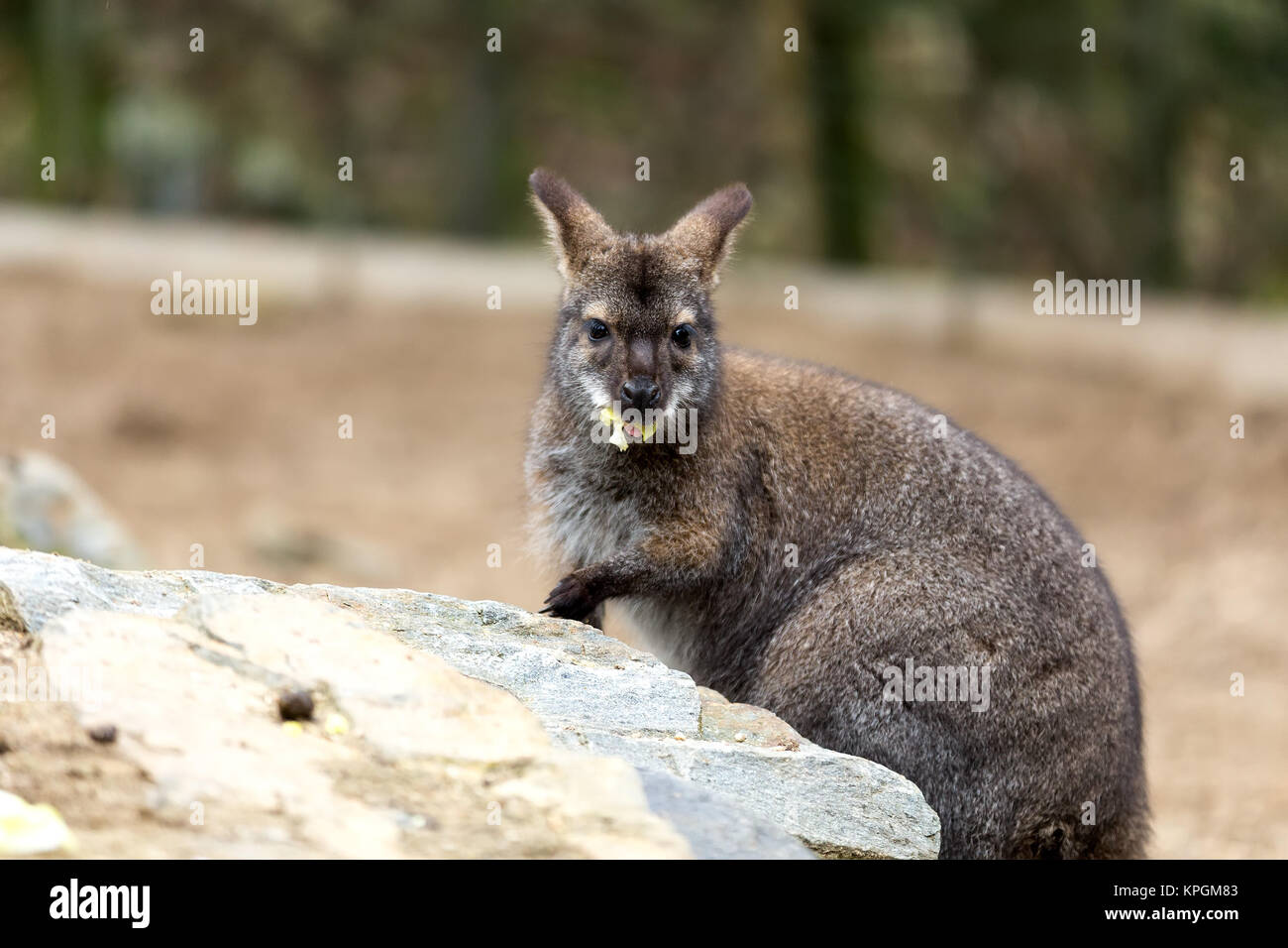 Closeup of a Red-necked Wallaby Stock Photo - Alamy