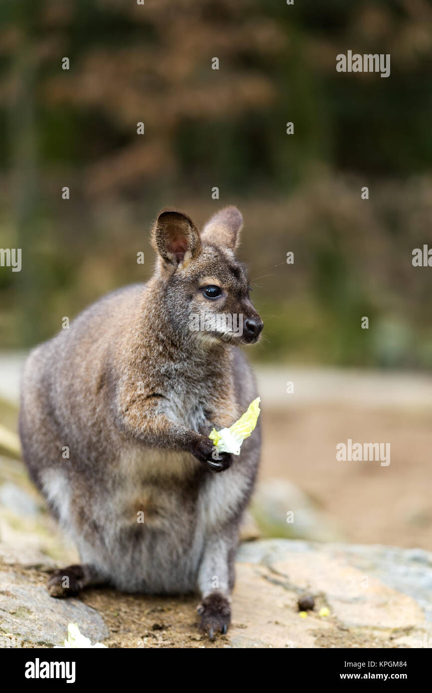 Closeup of a Red-necked Wallaby Stock Photo - Alamy