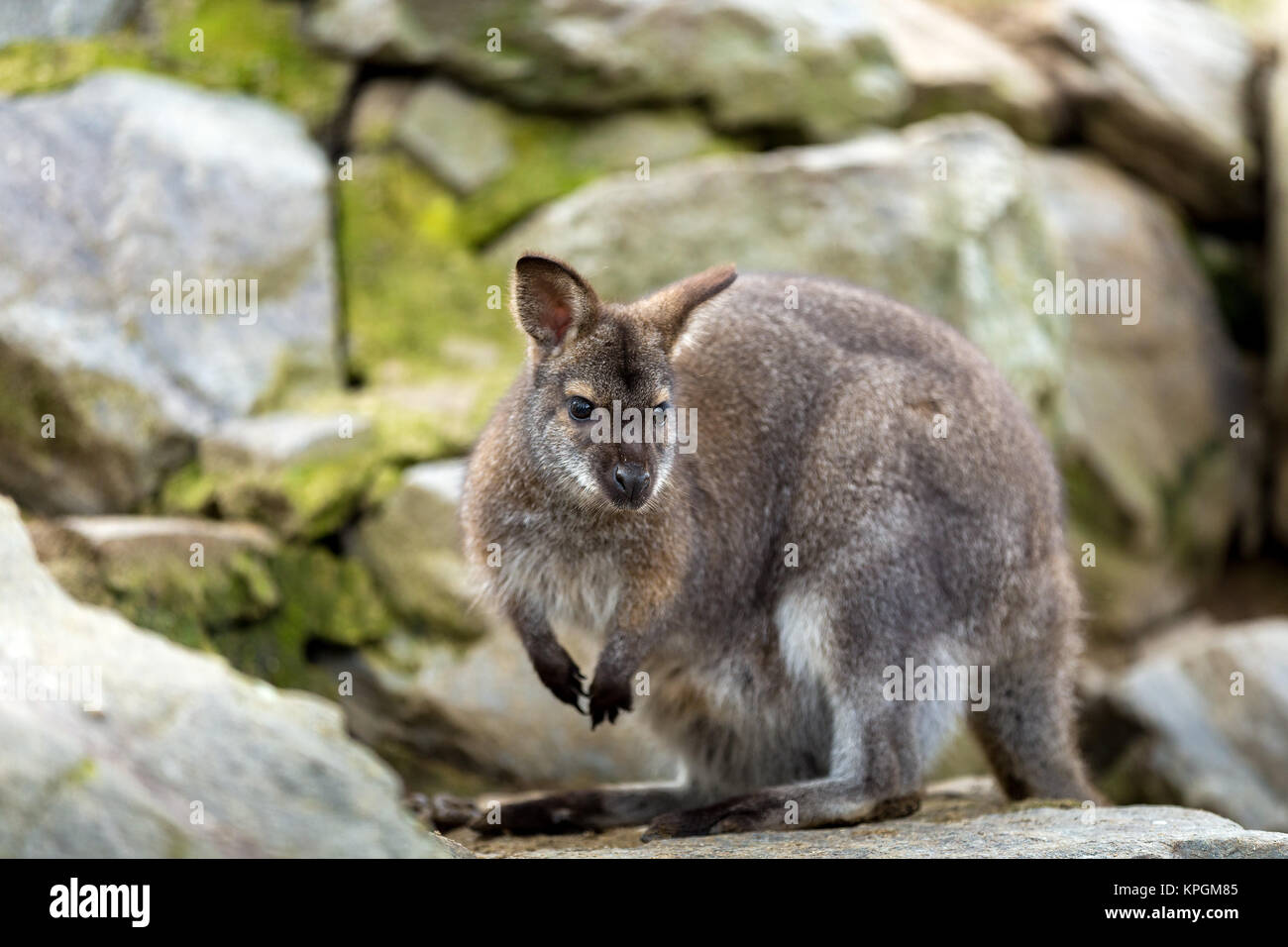 Closeup of a Red-necked Wallaby Stock Photo - Alamy