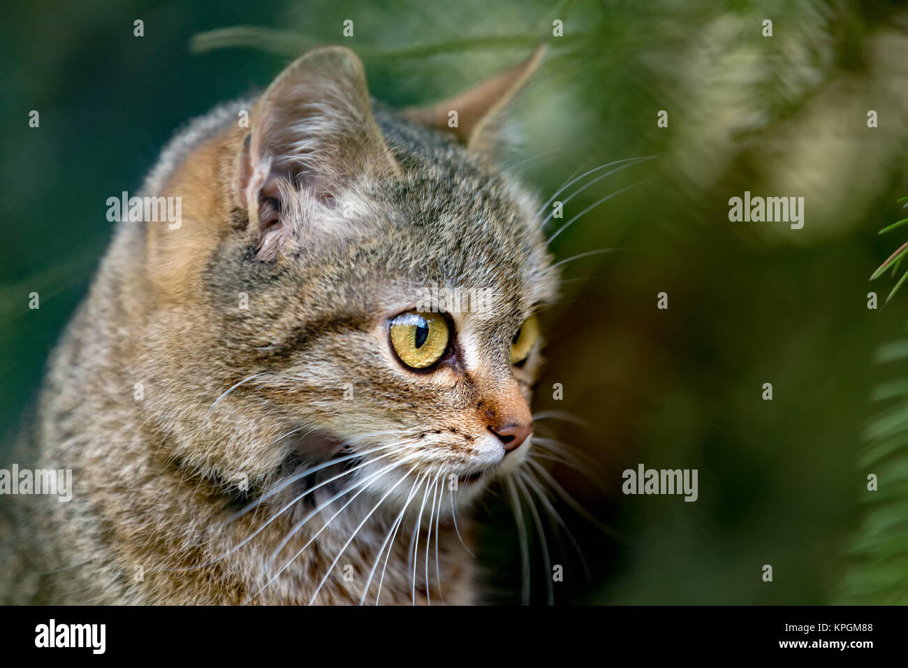 close up cat portrait Stock Photo - Alamy