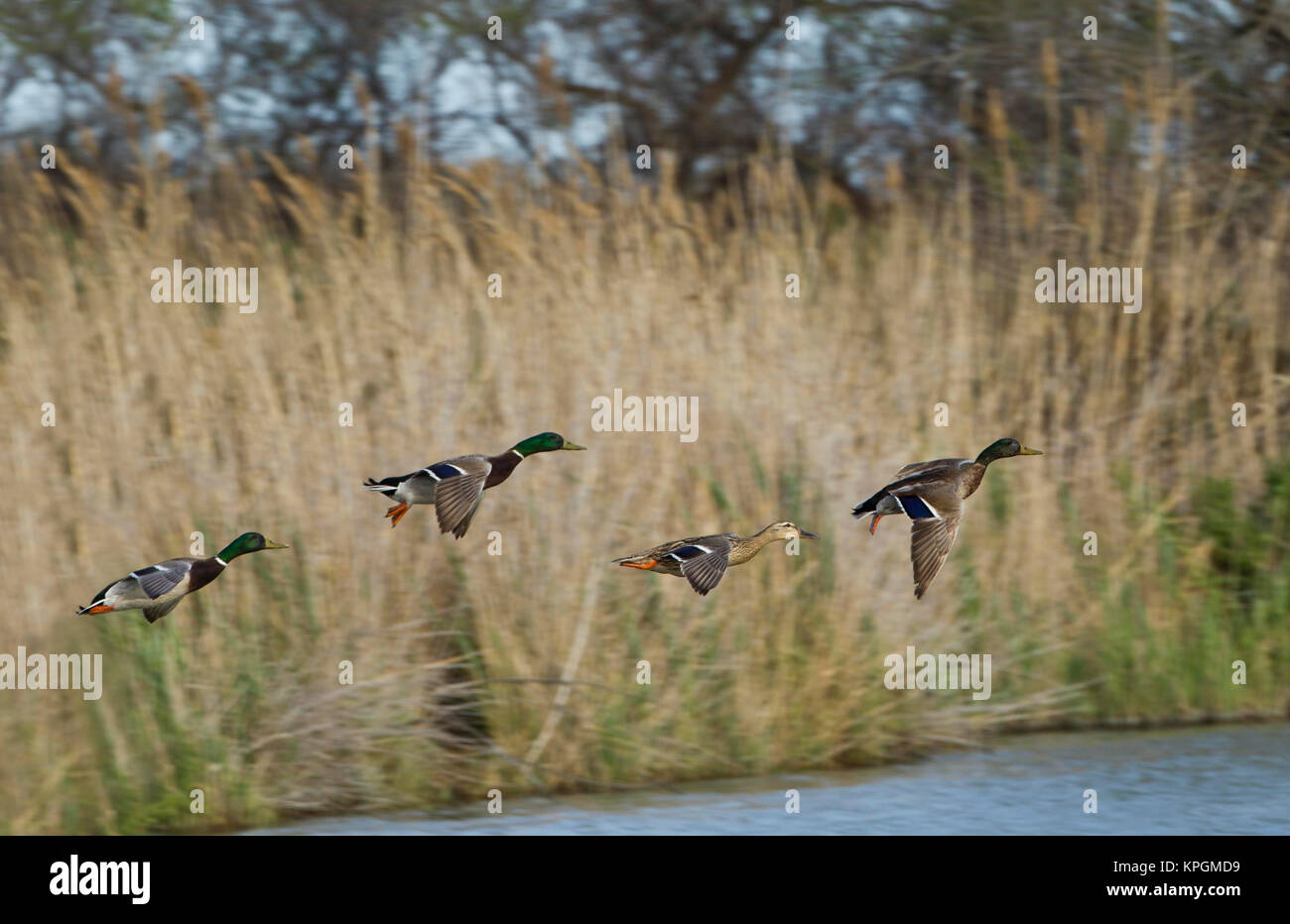 Three male mallard ducks and one female mallard in flight, Parc ...