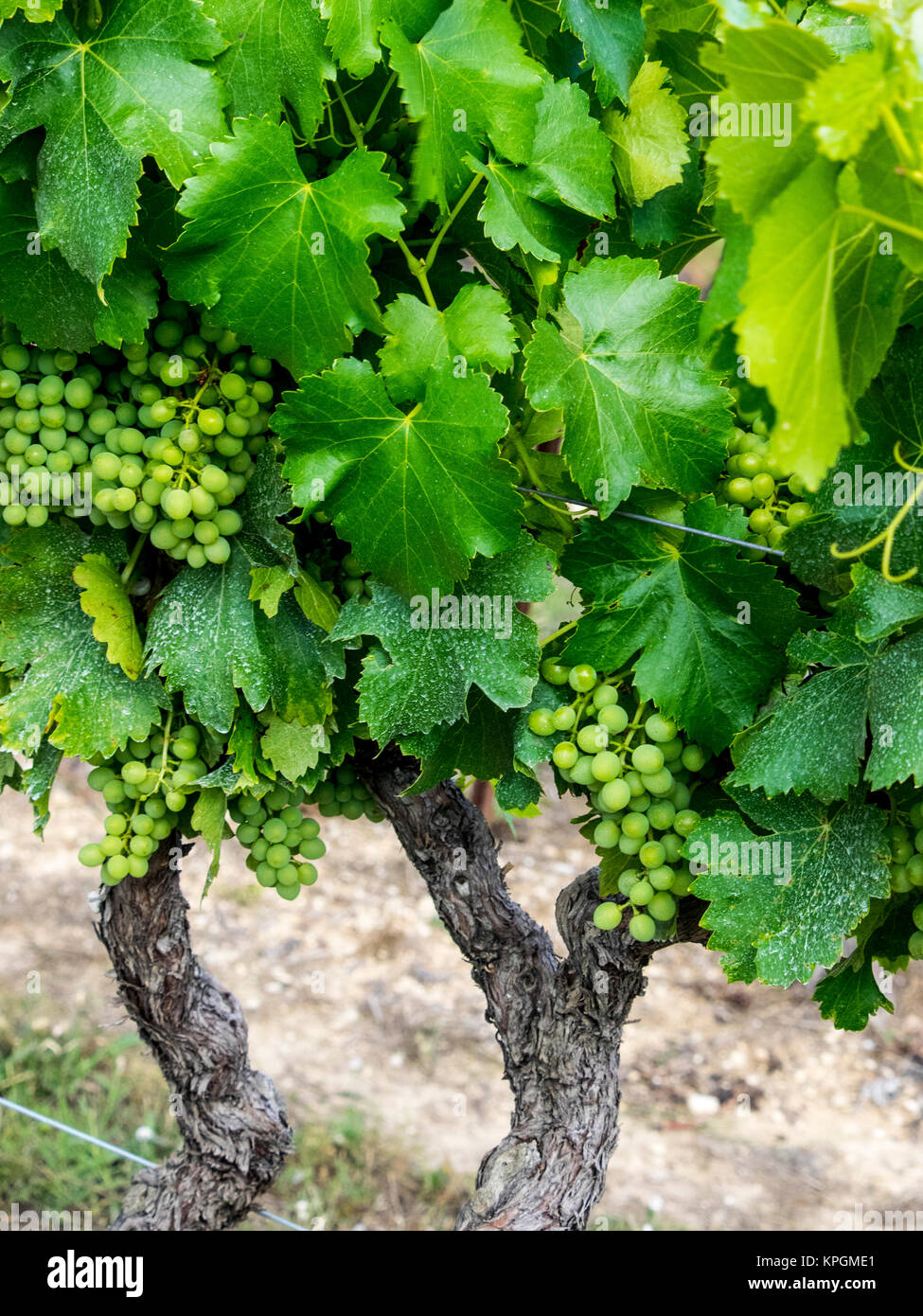 France, Provence, French vineyard on rolling hillside Stock Photo - Alamy