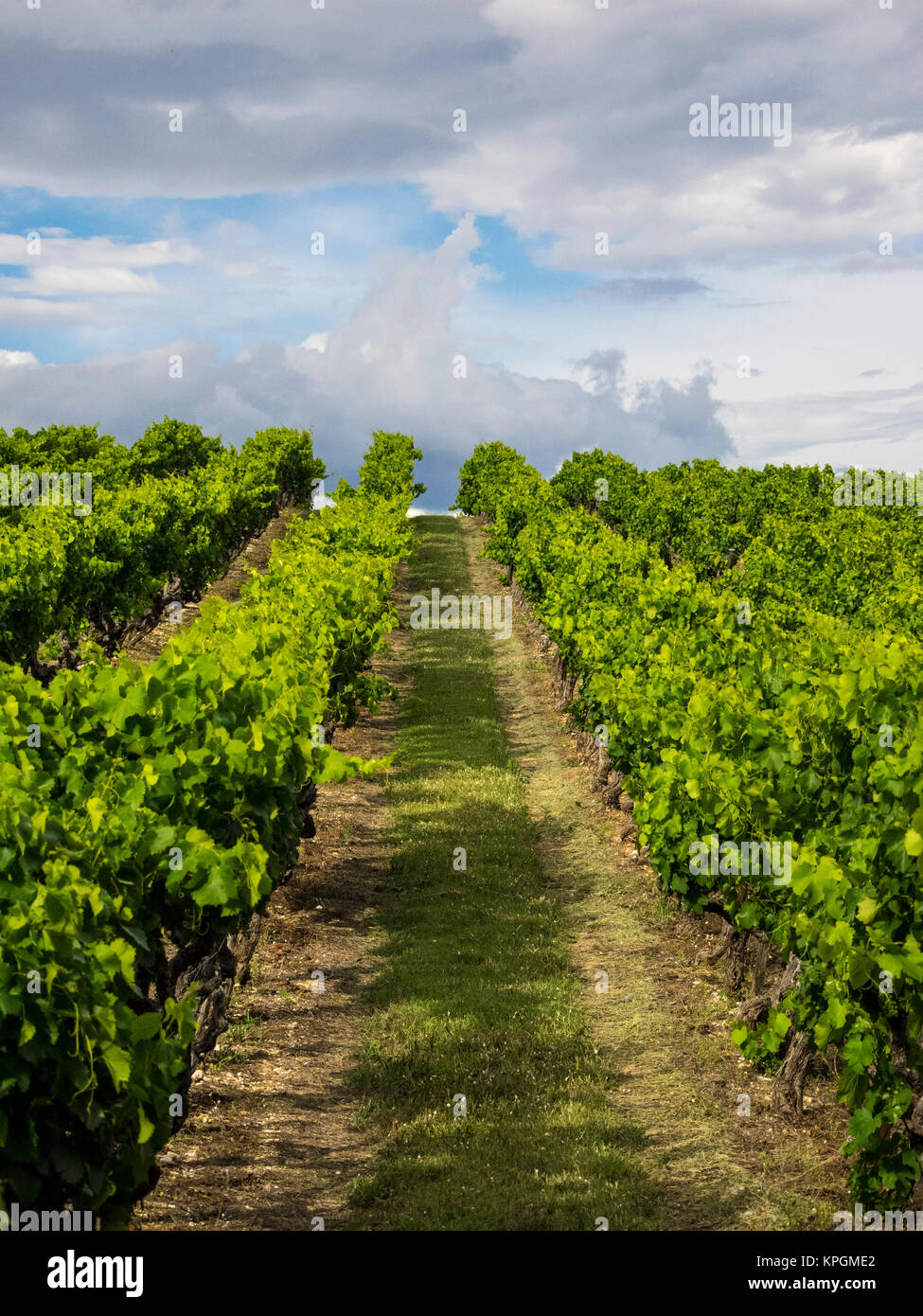 France, Provence, French vineyard on rolling hillside Stock Photo - Alamy