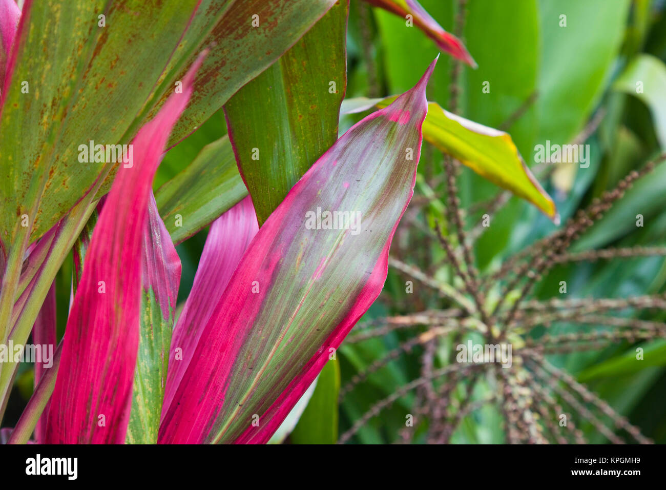 France, Reunion Island, East Reunion, Piton Ste-Rose, Leaves of the ...