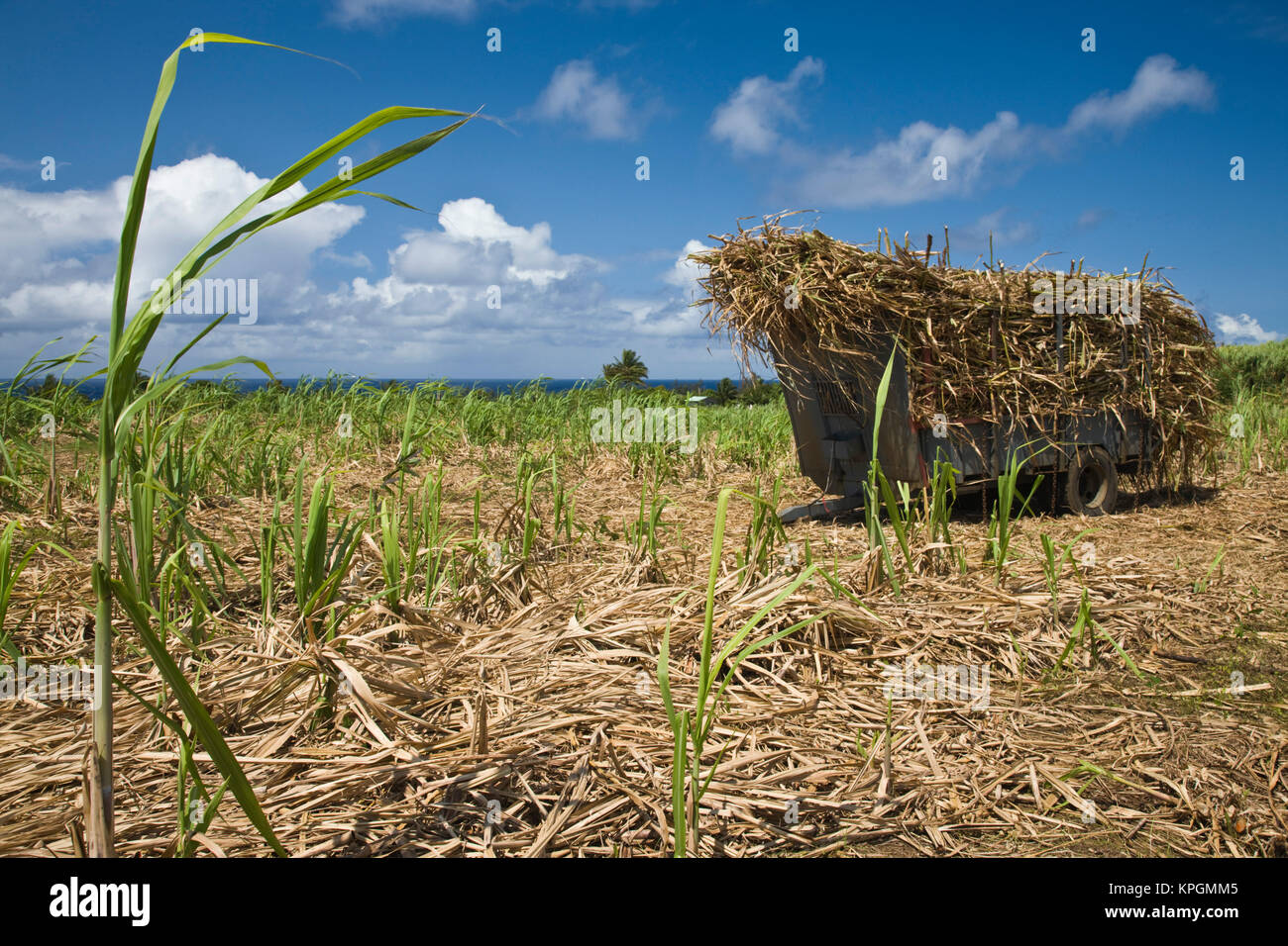 France, Reunion Island, South Reunion, St-Philippe, sugar cane field ...