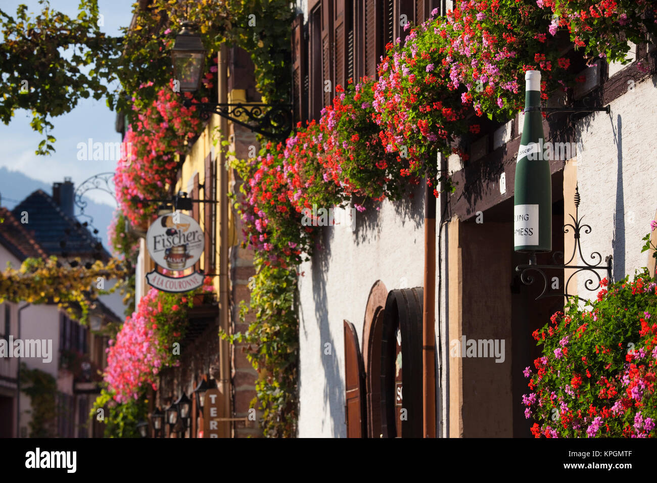 France, Bas-Rhin, Alsace Region, Alsatian Wine Route, Itterswiller ...