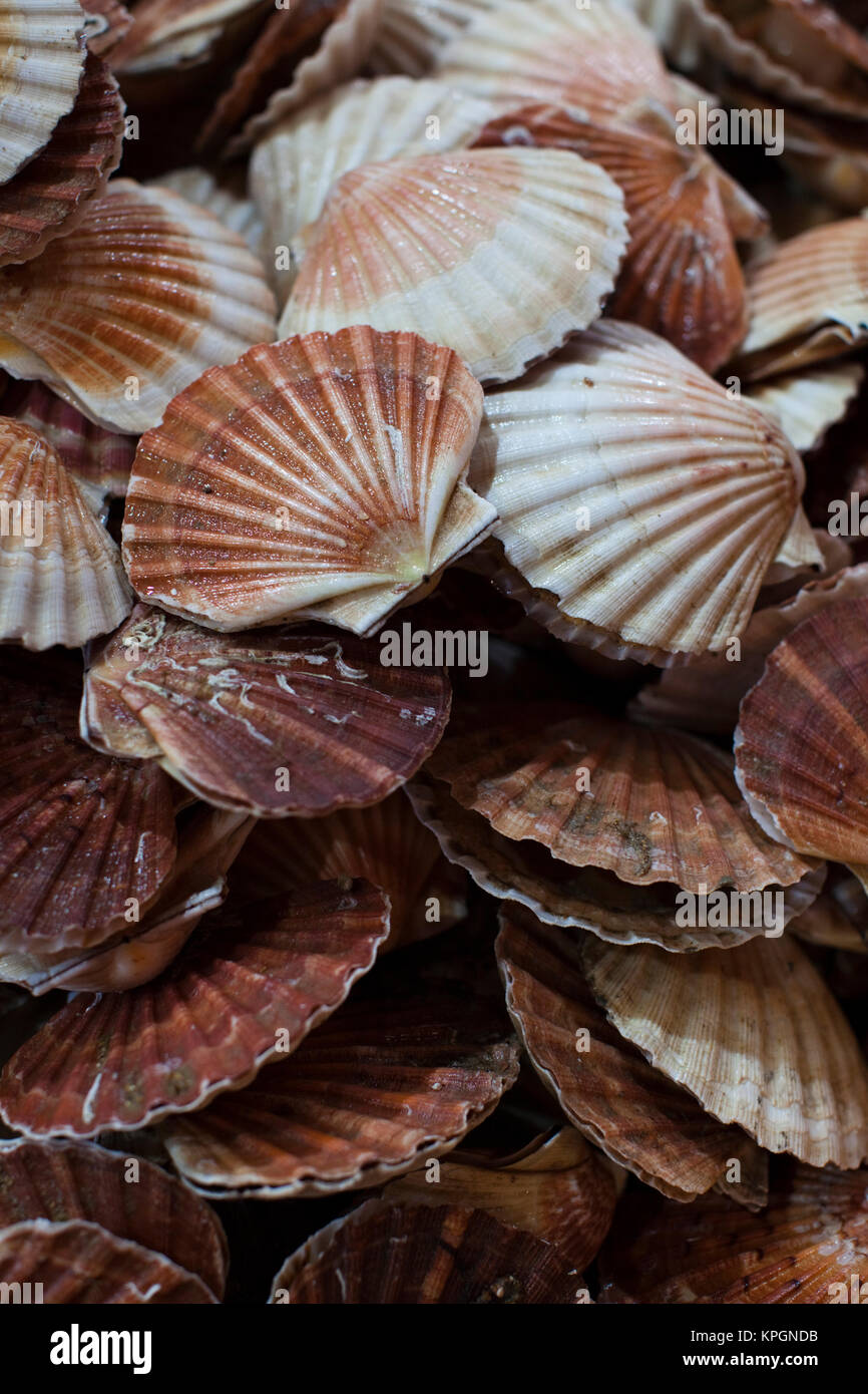 France, Moselle, Lorraine Region, Metz, covered market, sea shells ...