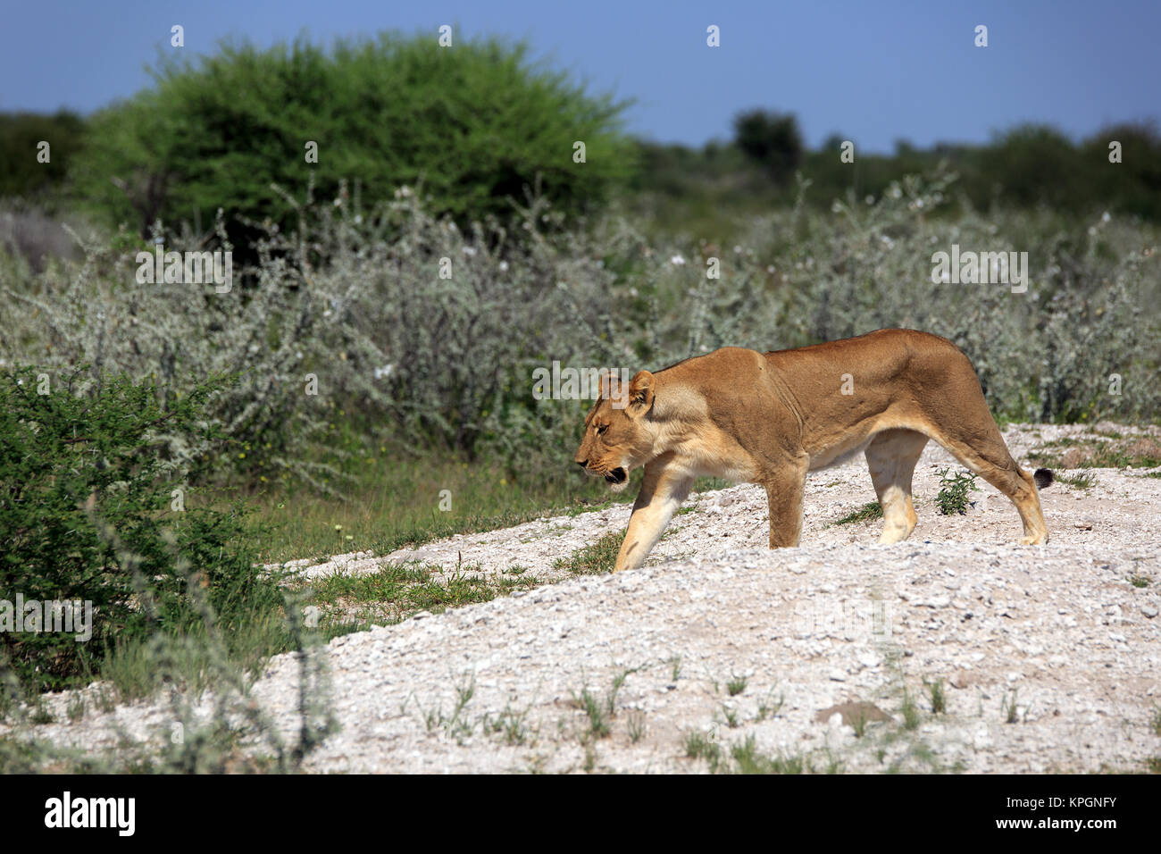 Lioness skin hi-res stock photography and images - Alamy