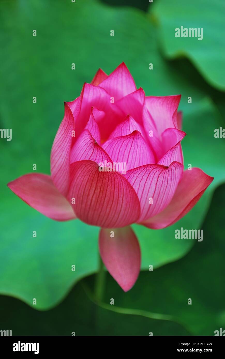Lotus flower bud, symbolizing religion, buddhism, purity, serenity, zen ...