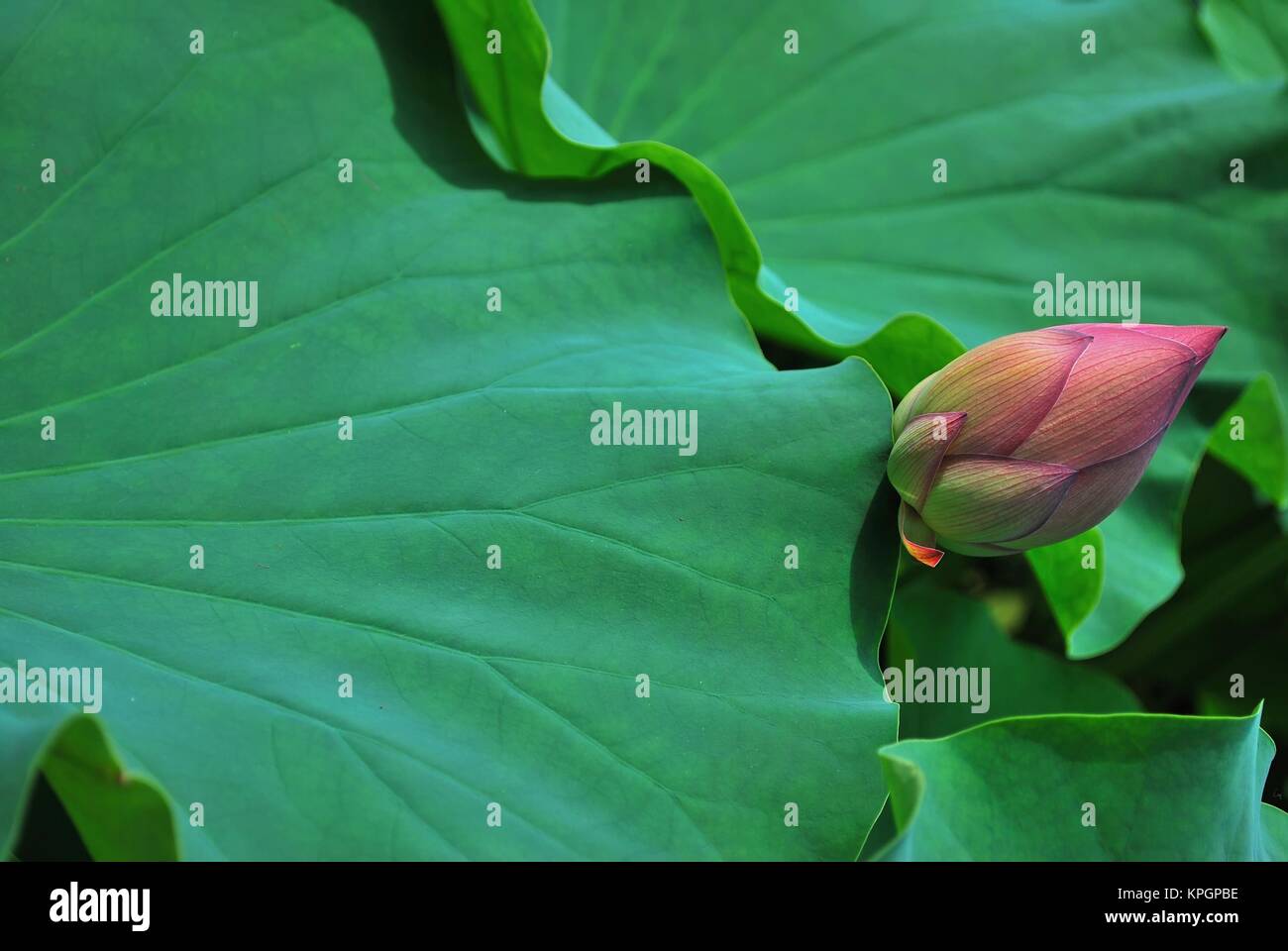 Lotus flower bud, symbolizing religion, buddhism, purity, serenity, zen ...