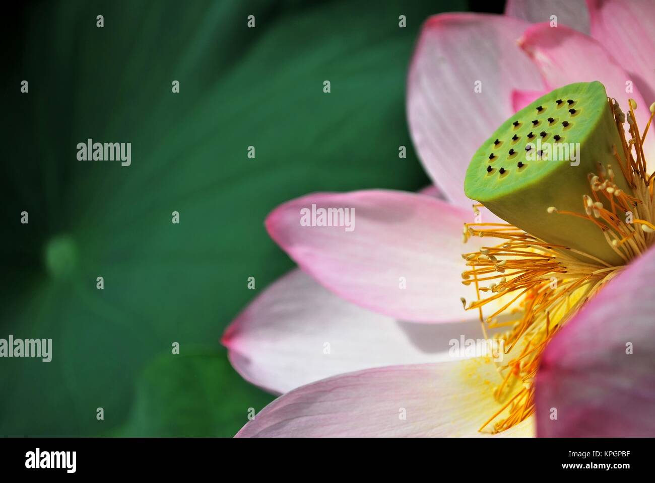 Lotus flower in full bloom, symbolizing religion, buddhism, purity ...